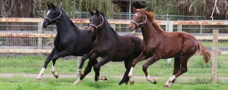 Information – Elite Frozen Foals
