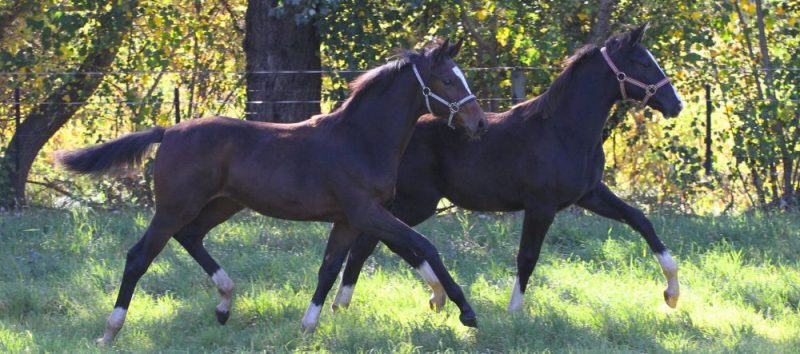 Our Philosophy – Elite Frozen Foals