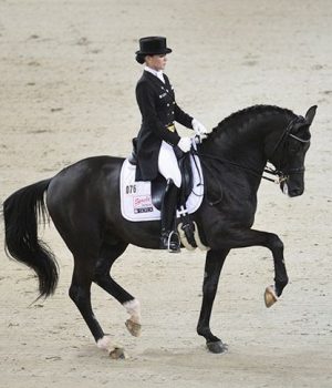Dressage Stallions – Elite Frozen Foals