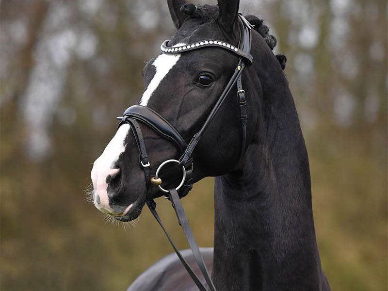 Elite Frozen Foals – Dressage Stallions, Show Jumping Stallions, Pony ...