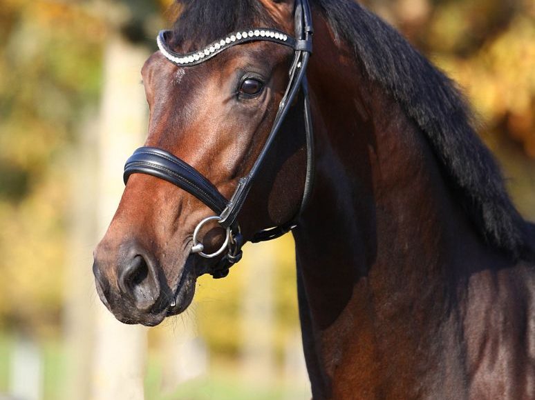 Elite Frozen Foals – Dressage Stallions, Show Jumping Stallions, Pony ...