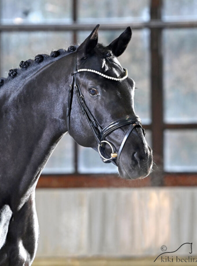 St. Emilion – Elite Frozen Foals