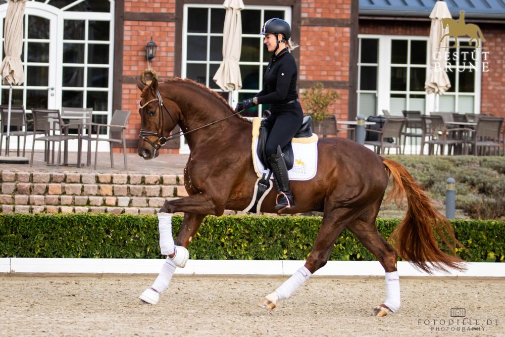 San to Alati FRH – Elite Frozen Foals