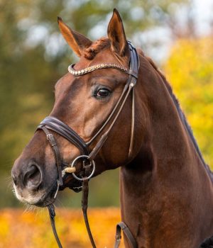 Elite Frozen Foals – Dressage Stallions, Show Jumping Stallions, Pony ...