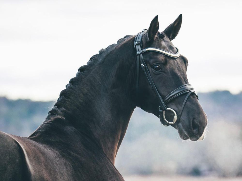 Elite Frozen Foals – Dressage Stallions, Show Jumping Stallions, Pony ...