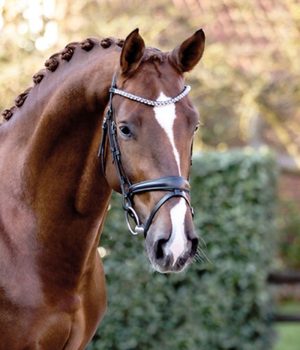 Elite Frozen Foals – Dressage Stallions, Show Jumping Stallions, Pony ...