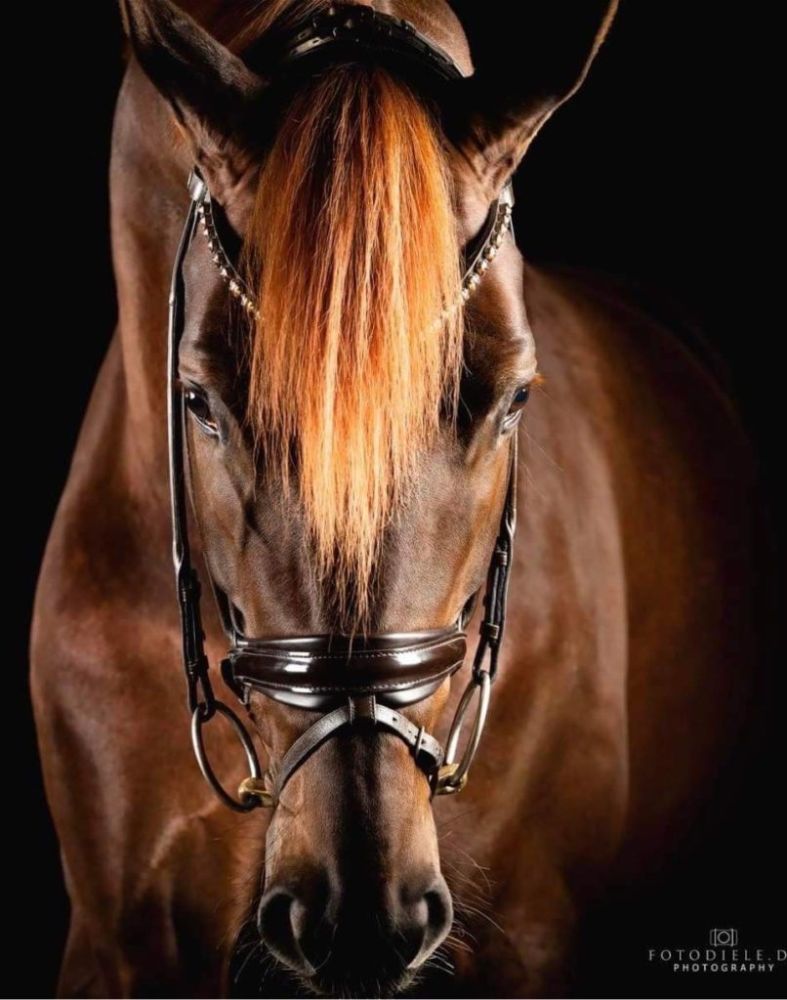 Elite Frozen Foals – Dressage Stallions, Show Jumping Stallions, Pony ...