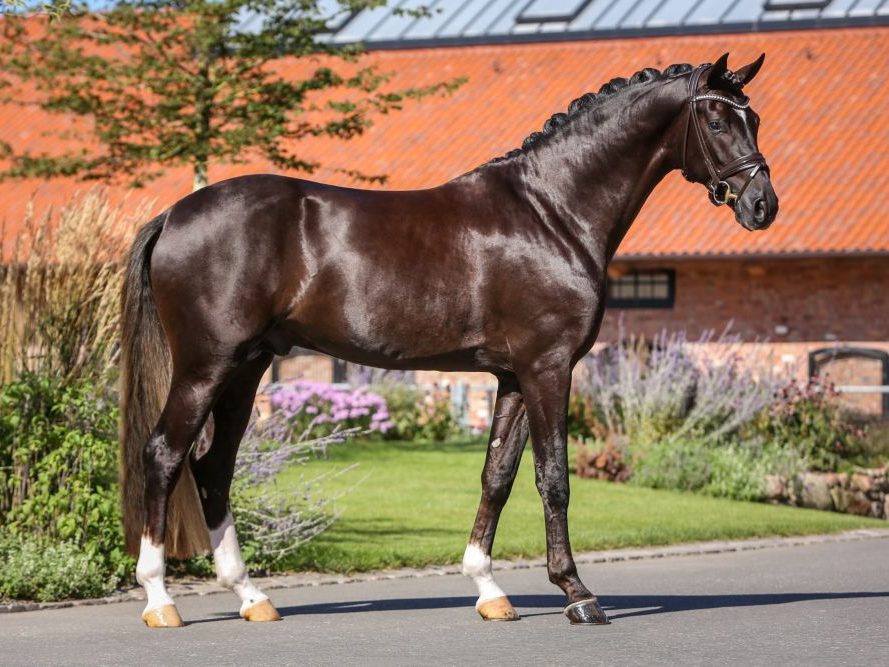 Elite Frozen Foals – Dressage Stallions, Show Jumping Stallions, Pony ...