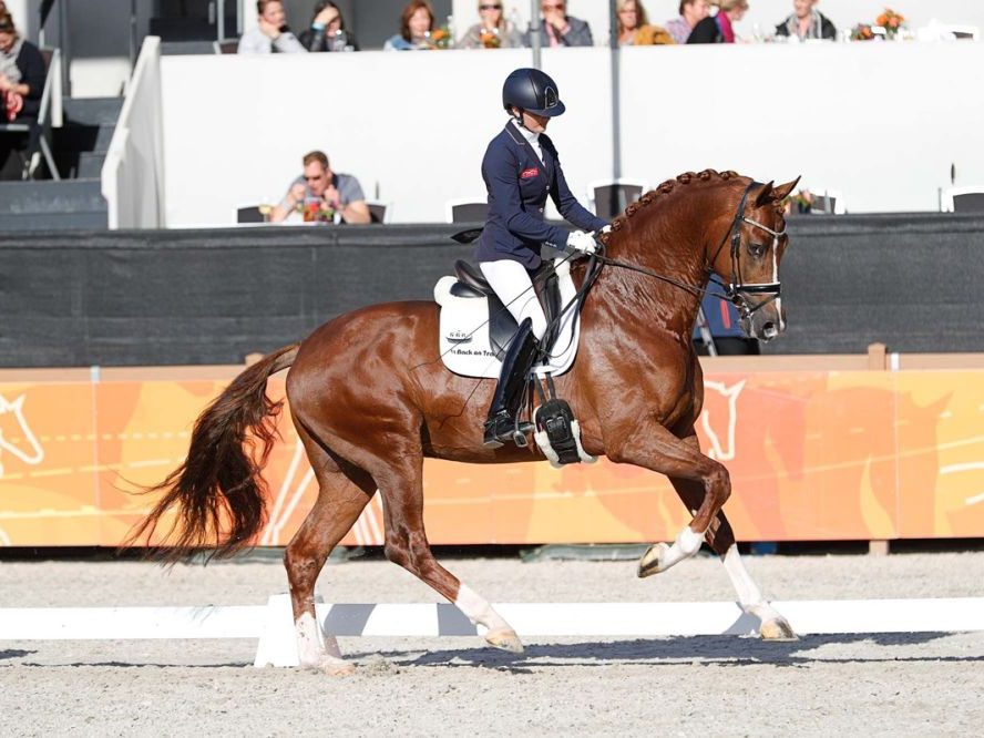 Elite Frozen Foals – Dressage Stallions, Show Jumping Stallions, Pony ...