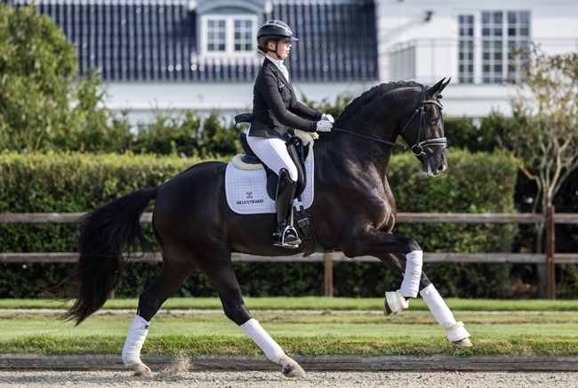 Elite Frozen Foals – Dressage Stallions, Show Jumping Stallions, Pony ...